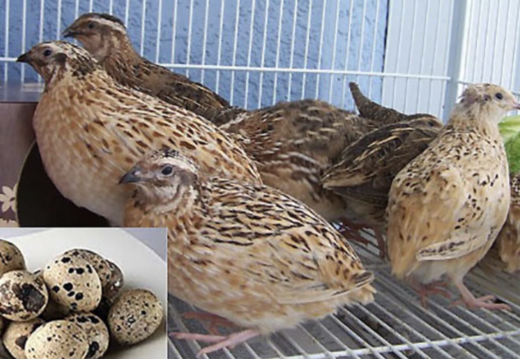 किन खाने बट्टाईको अन्डा ? फाइदा जानिराखौ